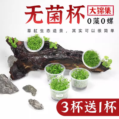 鱼缸无菌杯迷你爬地天胡荽水草