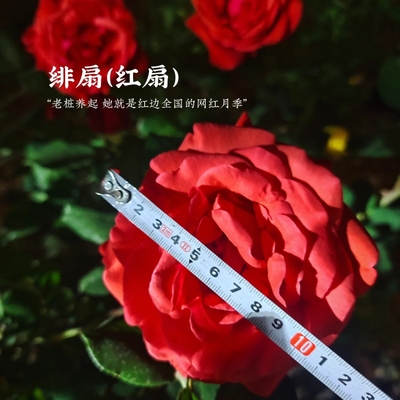 绯扇红扇老桩树桩月季花苗大花浓香型基地直发