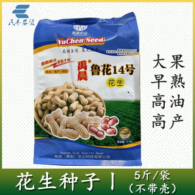 大田花生种子 鲁花14号 花生豆种籽 高产 抗病抗衰 大粒花生种