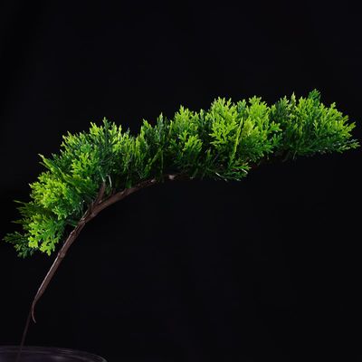 仿真崖柏松塑料柏树深色盆景装饰