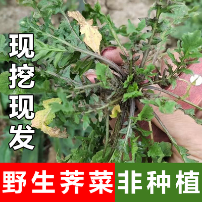 荠菜新鲜纯野生正宗山东农家现挖