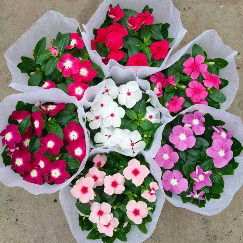 长春花盆栽带花阳台四季花卉日日春花苗多色花开不断易爆盆植物花