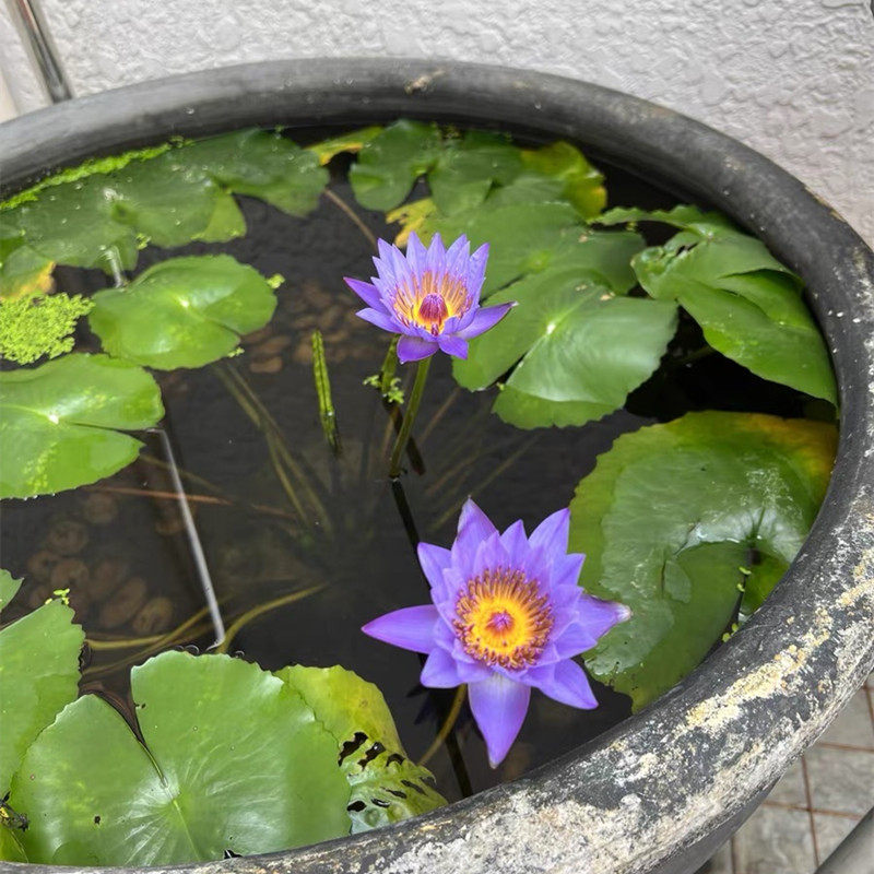 蓝鸟睡莲带花苞庭院水池中大型勤花浓香成品睡莲花苗水生植物花卉