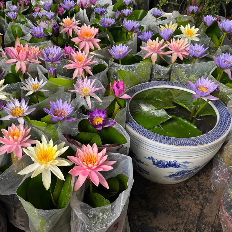 睡莲带花苞 带泥土水缸水池水培水生水养植物花卉多年生睡莲花苗