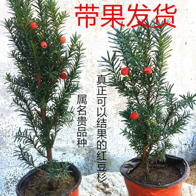 【带果发货】曼地亚红豆杉树苗盆栽正宗室内绿植东北方盆景苗