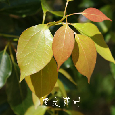 罗文莎叶/桉油醇樟精油 呼吸道健康卫士提高抵抗力香薰