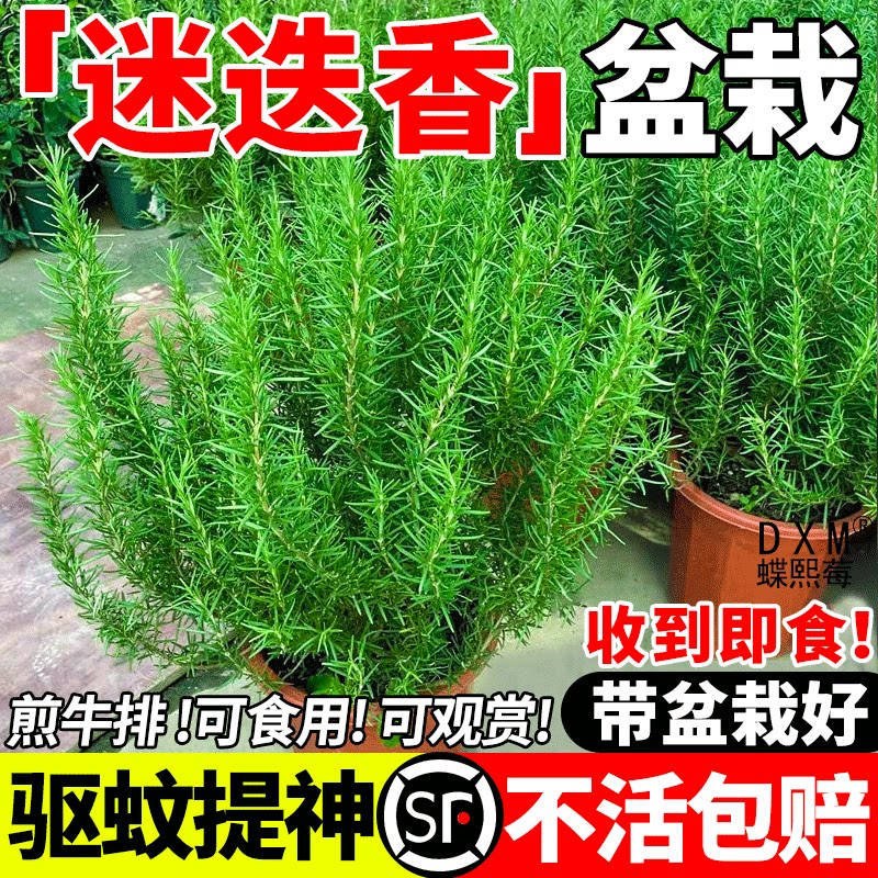 迷迭香盆栽驱蚊植物克星牛排黄油可食用香草棒棒糖大苗室内绿植物