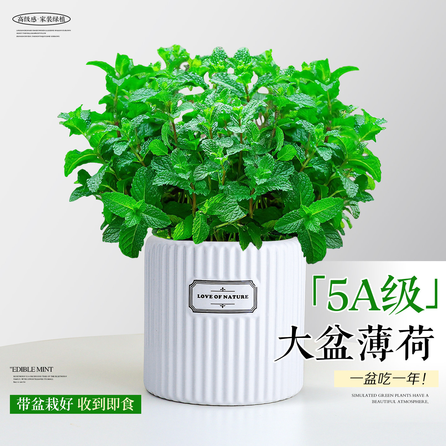 大盆薄荷盆栽大苗室内可食用迷迭香紫苏绿植香草驱蚊植物猫薄荷叶