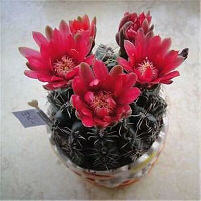 四季开花办公室绿植绿植仙人球