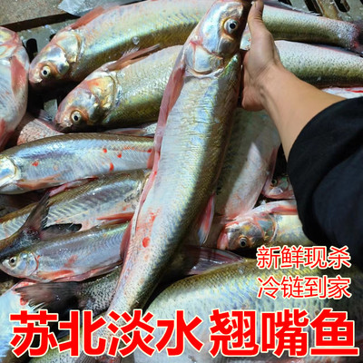 淡水鱼新鲜活现杀翘嘴鲌翘嘴鱼白鱼大白刁撅嘴鱼水产