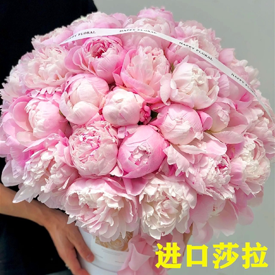 进口芍药莎拉高品质鲜花礼物