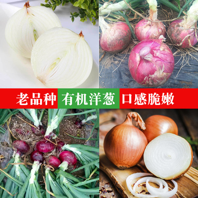 新鲜红皮紫皮种子山研红白皮