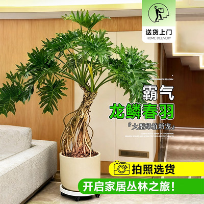 龙鳞春羽老桩落地除甲醛盆栽植物