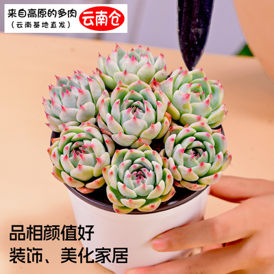 多肉植物盆栽云南基地精养皮实好养吉娃娃水蜜桃多肉植物