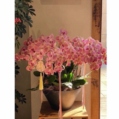 蝴蝶兰盆栽带花苞同城配送高档兰花室内植物盆景开业乔年宵花卉