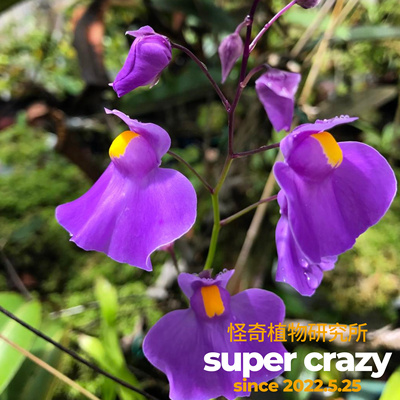 U.longifolia长叶狸藻趣味食虫植物雨林缸微景观生态造景大花喜水