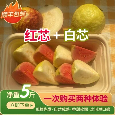 福建漳州新鲜应季水果番石榴双拼组合软糯牛奶芭乐顺丰包邮