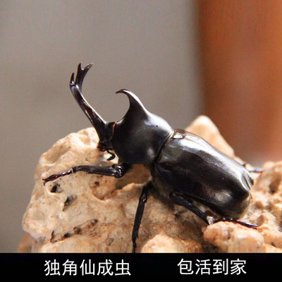 独角仙甲虫宠物成虫幼虫姬兜爬虫巨型超大个体兜虫花金龟活体锹甲