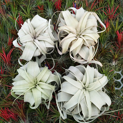 空气凤梨形态室内礼物绿植盆栽