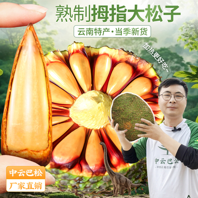 云南巴拉那松子打松球拇指大的松子开口礼盒装巴西松子巴松王松子