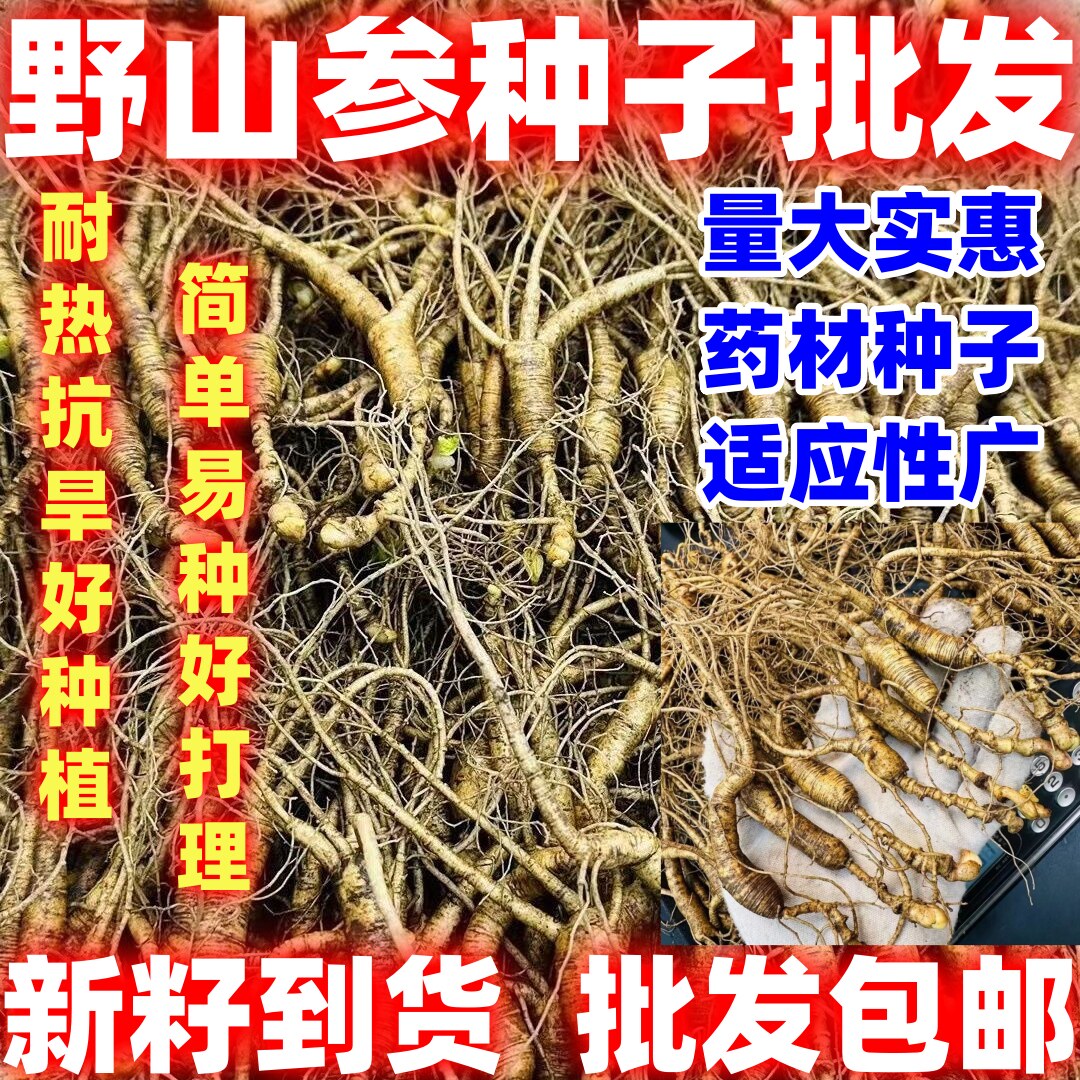 野山参种子长白山野山参子西洋参种子四季阳台盆栽中药材简单易种