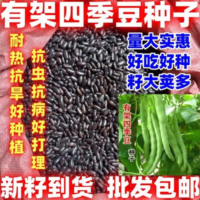 田园庭院栽种蔬菜种子蔬菜种有架四季豆种籽有架四季豆种子好种