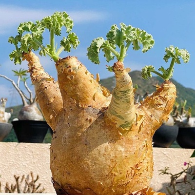 安哥拉葡萄瓮 Cyphostemma uter v 块根多肉植物一物一拍