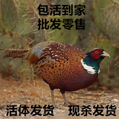 农家散养山鸡一对公母包活到家