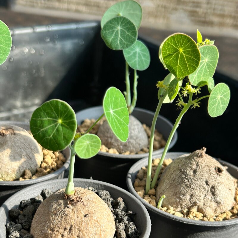 正版素可泰可爱小龟龟荷叶小植物块根稀有懒人阳台窗台治愈花卉
