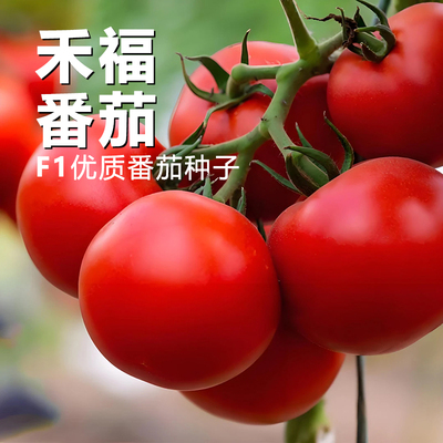 禾福大番茄种子F1一代粉果番茄