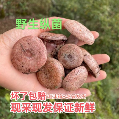 四川新鲜野生谷熟菌松树菌松乳菇松菌重阳菌雁鹅菌铜绿菌野菌