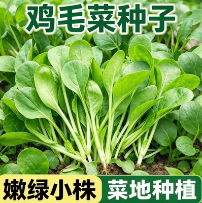 鸡毛菜种籽 嫩苗小青菜菜籽 家庭菜园露地播种 阳台盆栽蔬菜种源