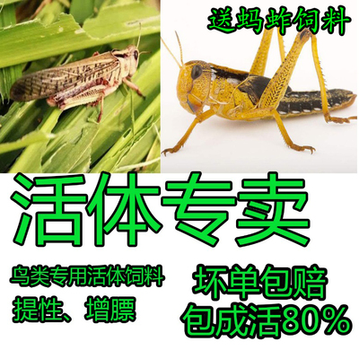 活体蚂蚱活虫蝗虫蚱蜢画眉鸟