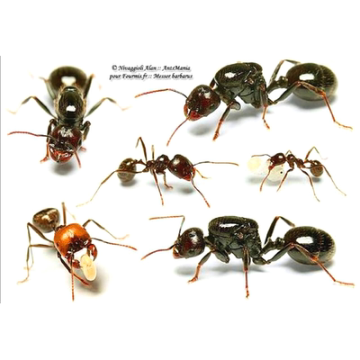 原生野蛮收获蚁25年新后带工群落