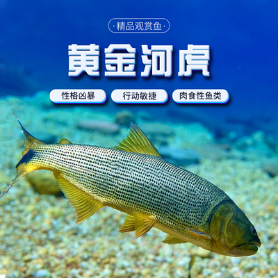 黄金河虎白金猛鱼黄金猛鱼