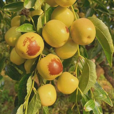 枣树活苗特大冬枣嫁接特大南北方种植庭院葫芦枣树果树果苗好养活