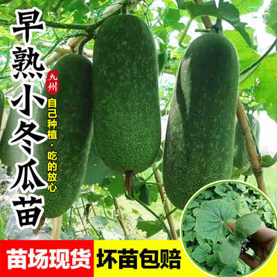 绿春小冬瓜苗秧苗种子籽苗菜苗四季盆栽蔬菜孑秧苗迷你瓜秧东瓜莱