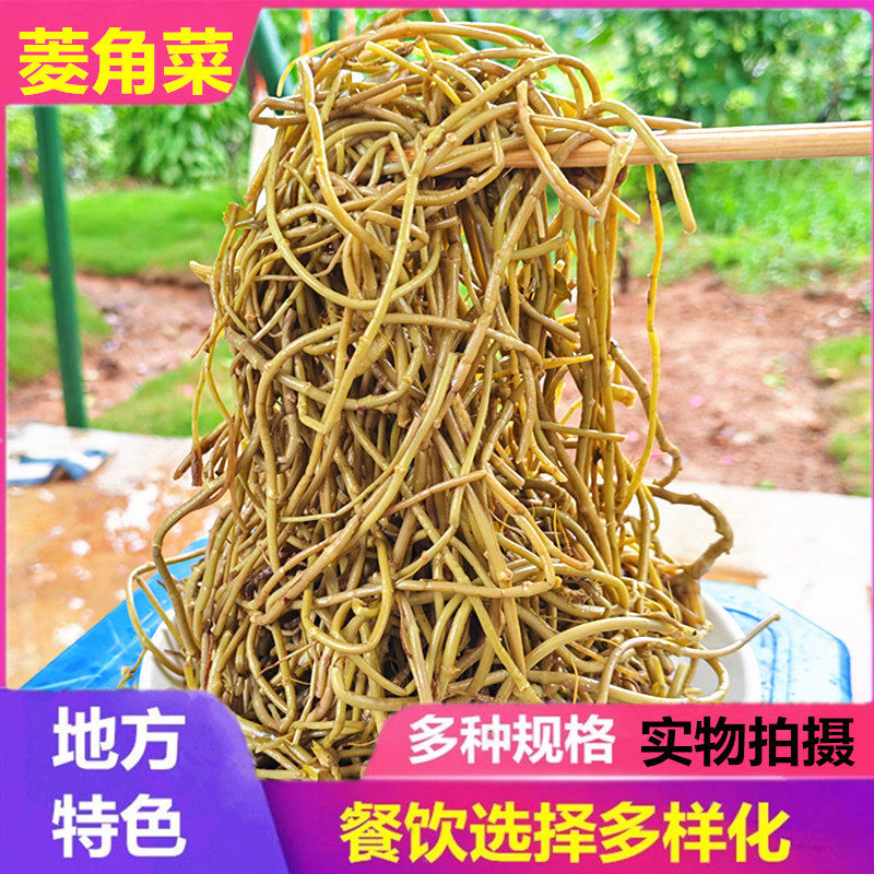 菱角菜安徽特产南漪湖水生野生棱格角菜凉菜新鲜采摘蔬菜餐饮批发