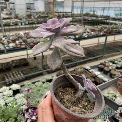 紫乐易成活好养护适合露养