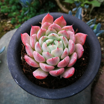 月影多肉植物满18元包邮