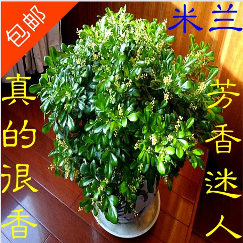 米兰 盆栽 鲜花绿植 花卉 长青植物 四季开花 芳香 驱蚊 很香很香