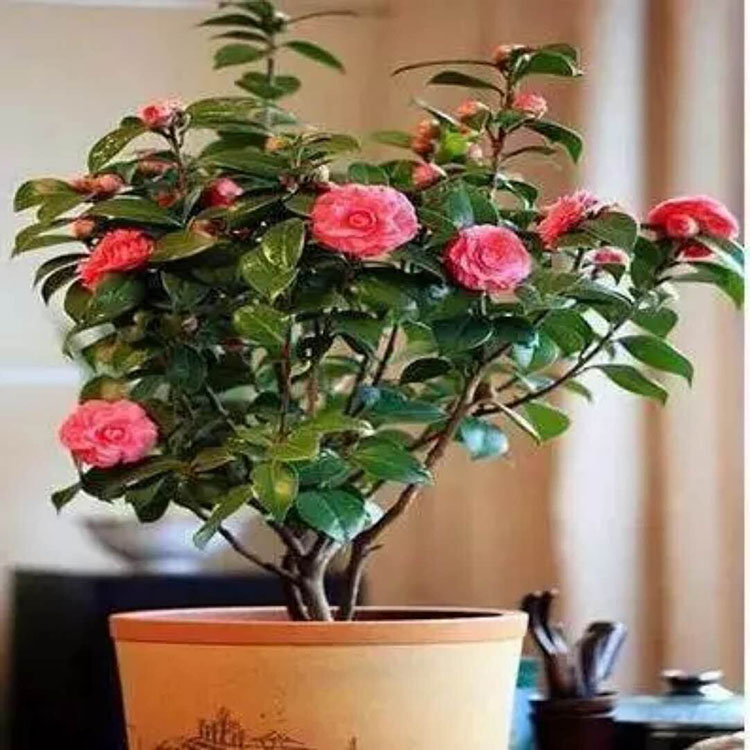 山茶花苗盆栽带花一树多色树苗花卉植物室内好养四季开花不断耐寒