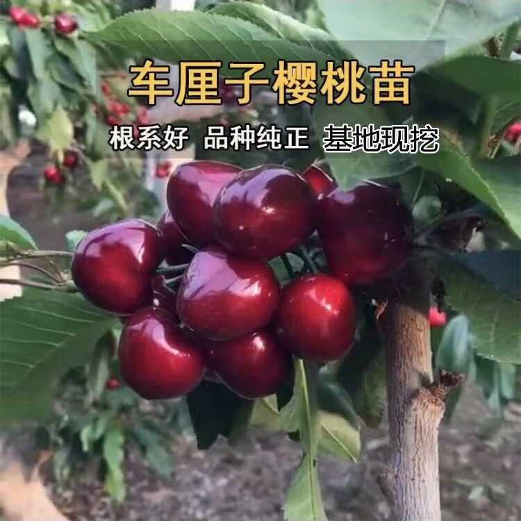 嫁接矮化大樱桃树苗盆栽地栽种植四季果树苗特大当年结果车厘子树