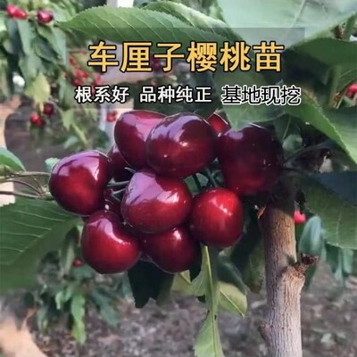 樱桃树苗果树苗当年结果盆栽地栽