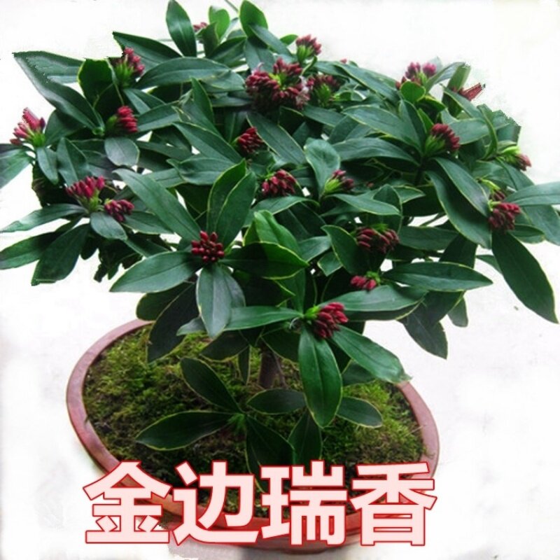 金边瑞香盆栽浓香绿植花卉冬季开花净化空气观花植物耐寒新手易活