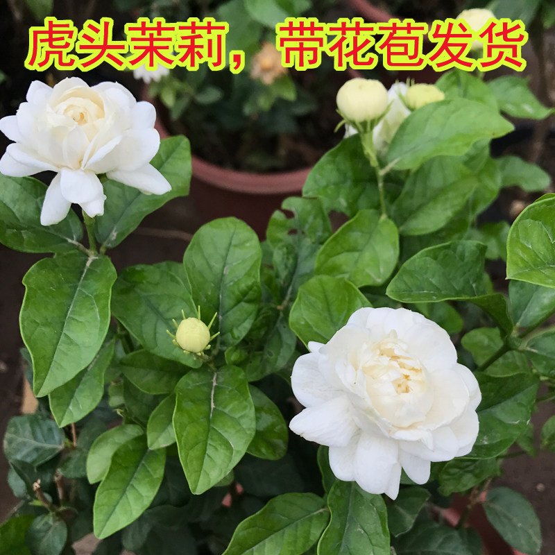 虎头茉莉重瓣浓香花卉盆栽大花茉莉花净化空气阳台庭院绿植白茉莉