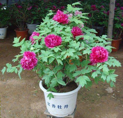 精品牡丹花苗 盆栽花卉绿植牡丹苗洛阳牡丹菏泽花中之王当年开