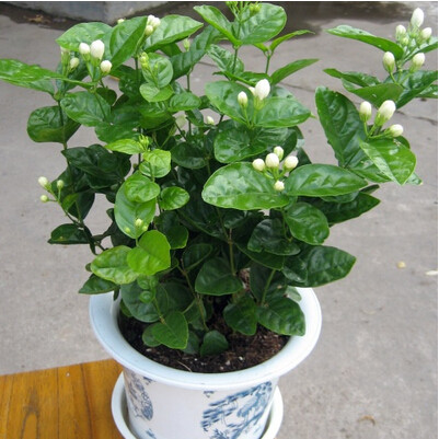 茉莉花阳台桌面加湿四季苗庭院芳香花卉小盆栽绿植室内空气进化