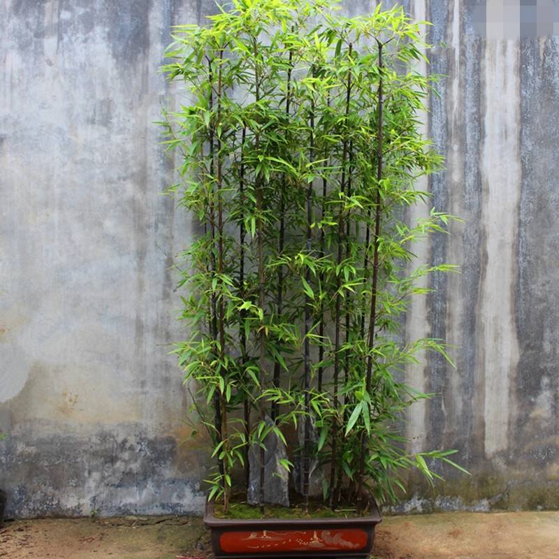 盆栽地栽竹子苗紫竹苗 青竹子绿化竹子 金镶玉竹庭院绿化植物