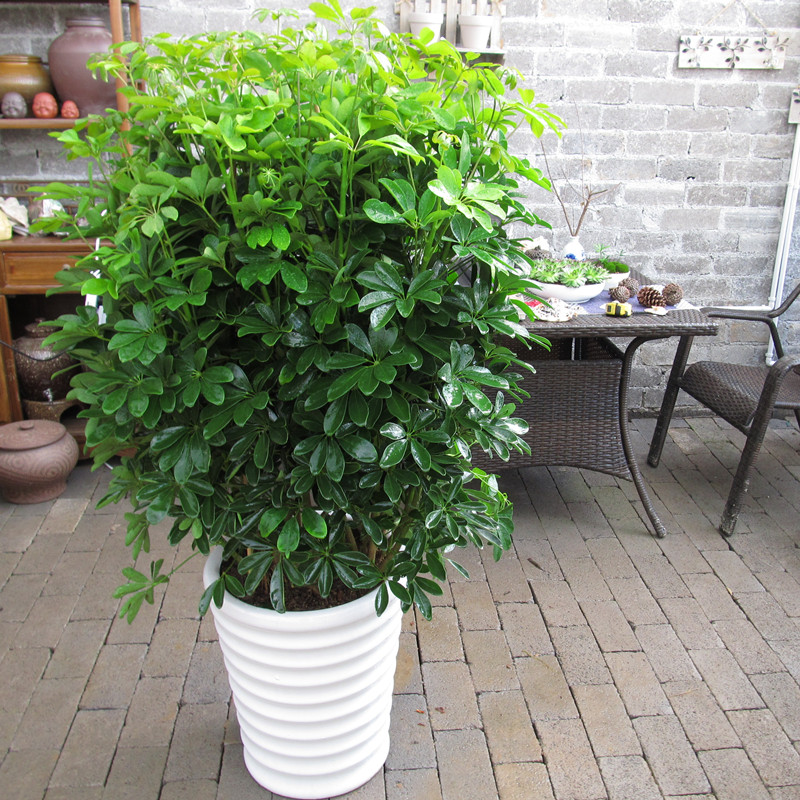 大型盆栽鹅掌柴/鸭掌木/鸭脚木/七叶莲 办公室内植物花卉 吸甲醛